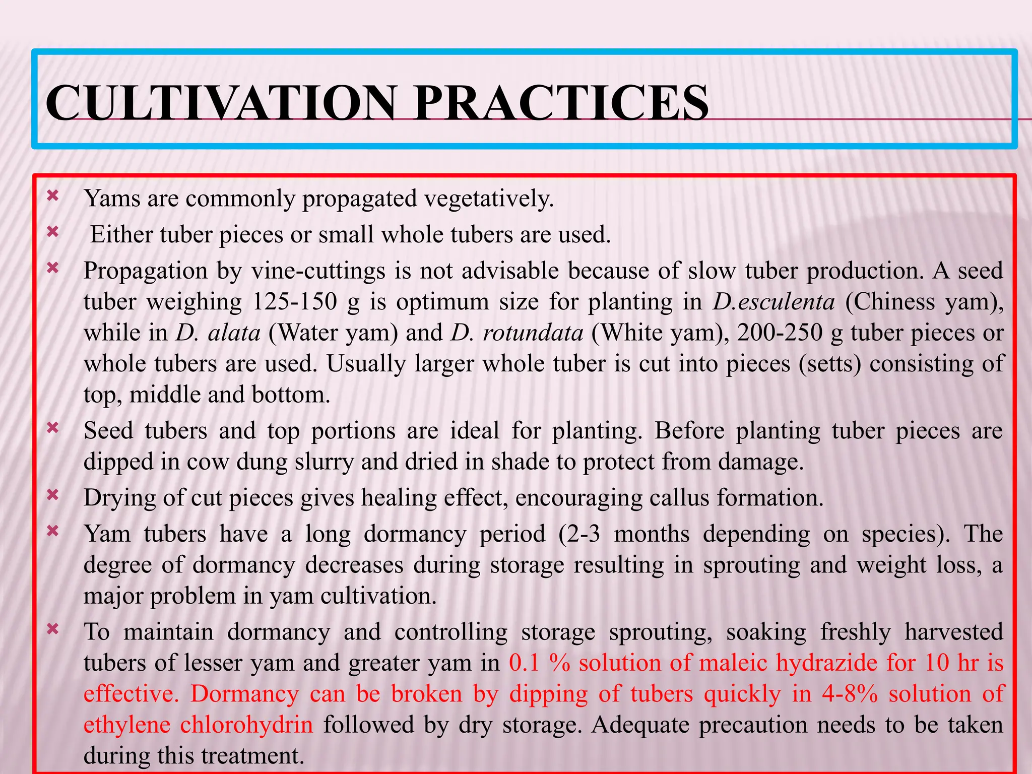 yams.pptx power point presentation on yams | PPTX