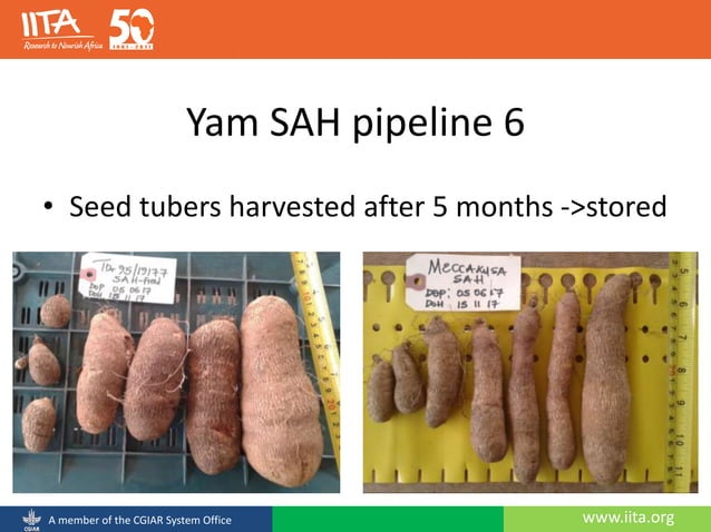 Semi Autotrophic Hydroponics A Robust High Ratio Propagation Technique For Yam Multiplication Ppt
