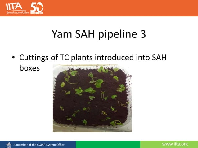 Semi-Autotrophic Hydroponics: A robust high-ratio propagation technique ...
