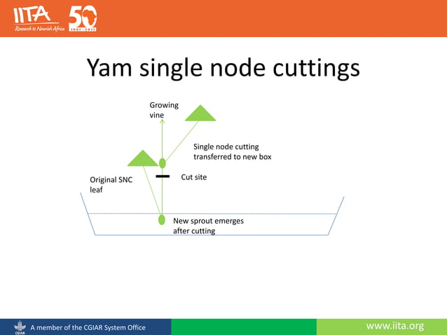 Semi-Autotrophic Hydroponics: A robust high-ratio propagation technique ...