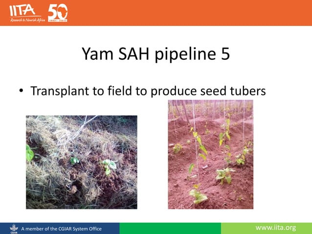 Semi-Autotrophic Hydroponics: A robust high-ratio propagation technique ...