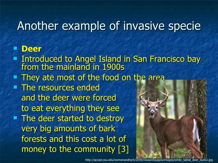 Yana Invasive Species Final Yana Invasive Species Final