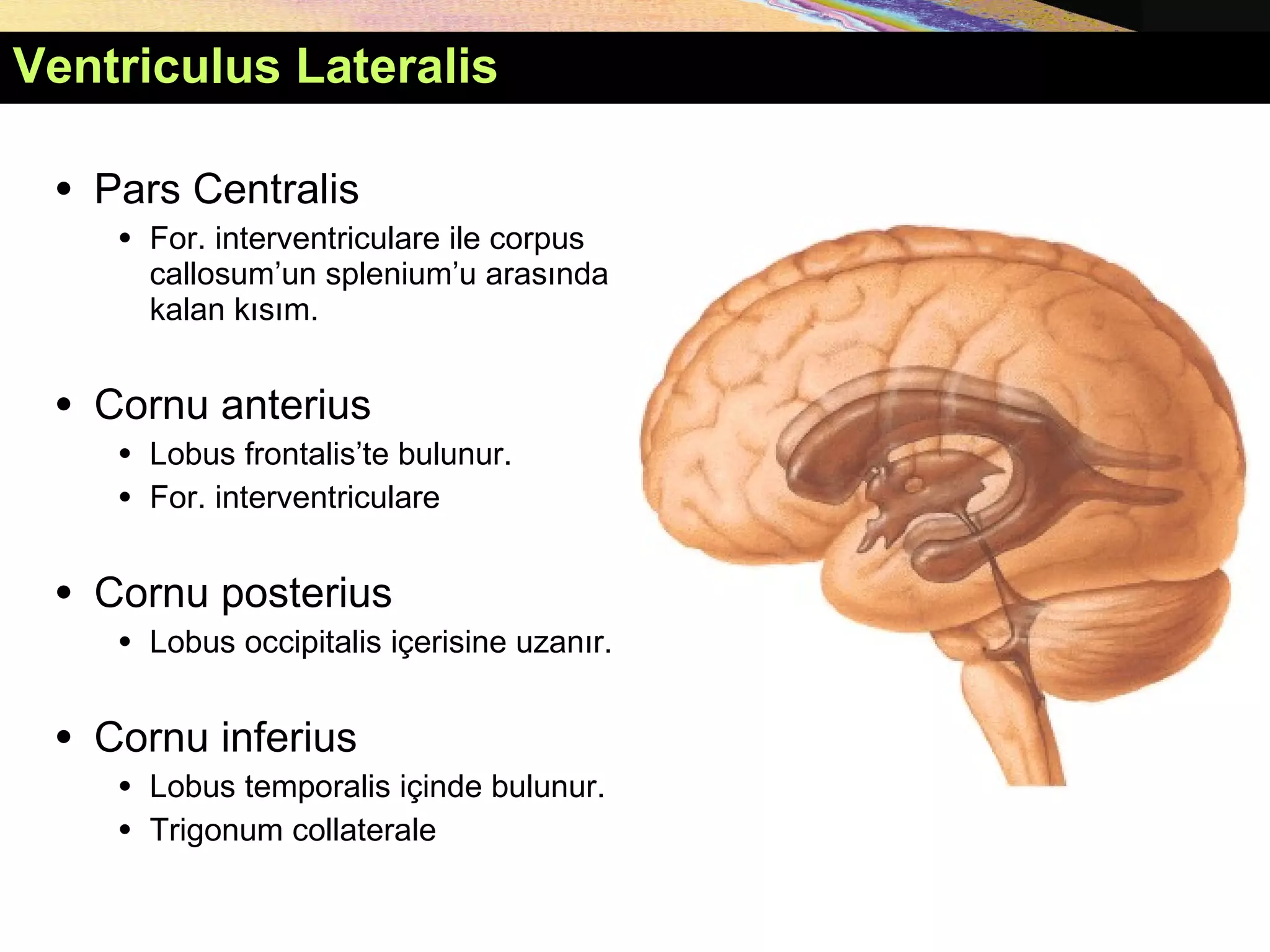 Yan karıncıklar, beyin zarları ve dural sinus'lar 71- | PPT