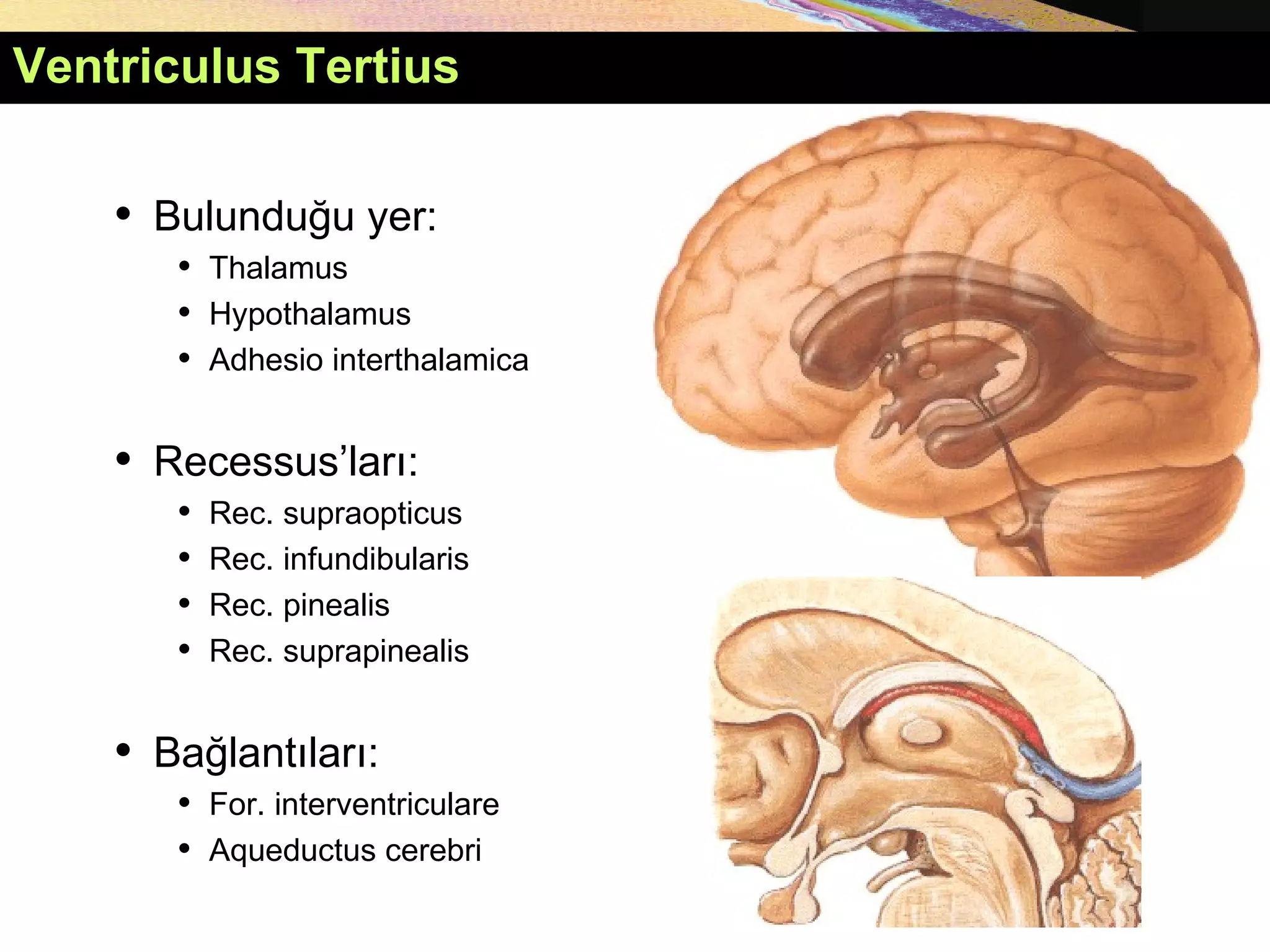 Yan karıncıklar, beyin zarları ve dural sinus'lar 71- | PPT