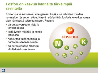 Pellolla fosfori punaisella? | PPT
