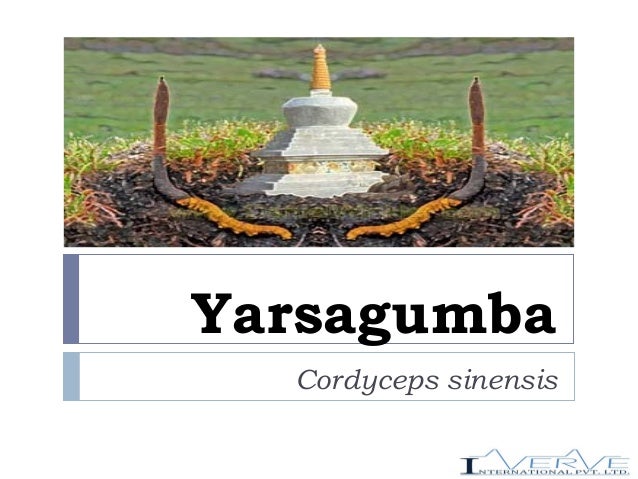 Yarsagumba