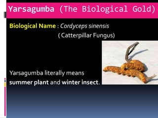 Yarsagumba (the biological gold) | PPTX
