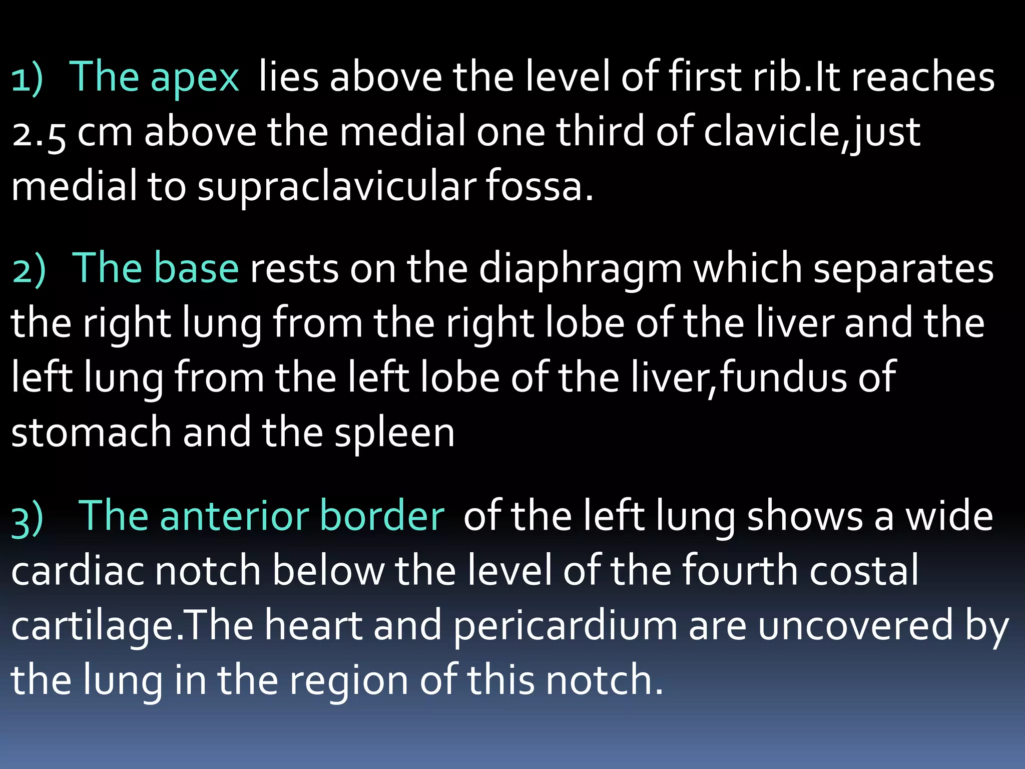 Lungs anatomy | PDF