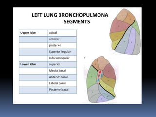 Lungs anatomy | PPT
