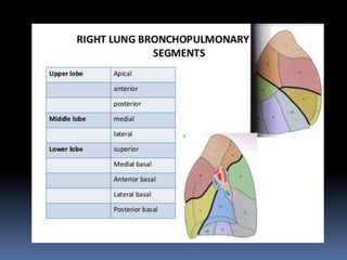 Lungs anatomy | PDF