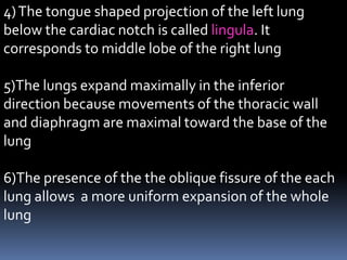 Lungs anatomy | PPT