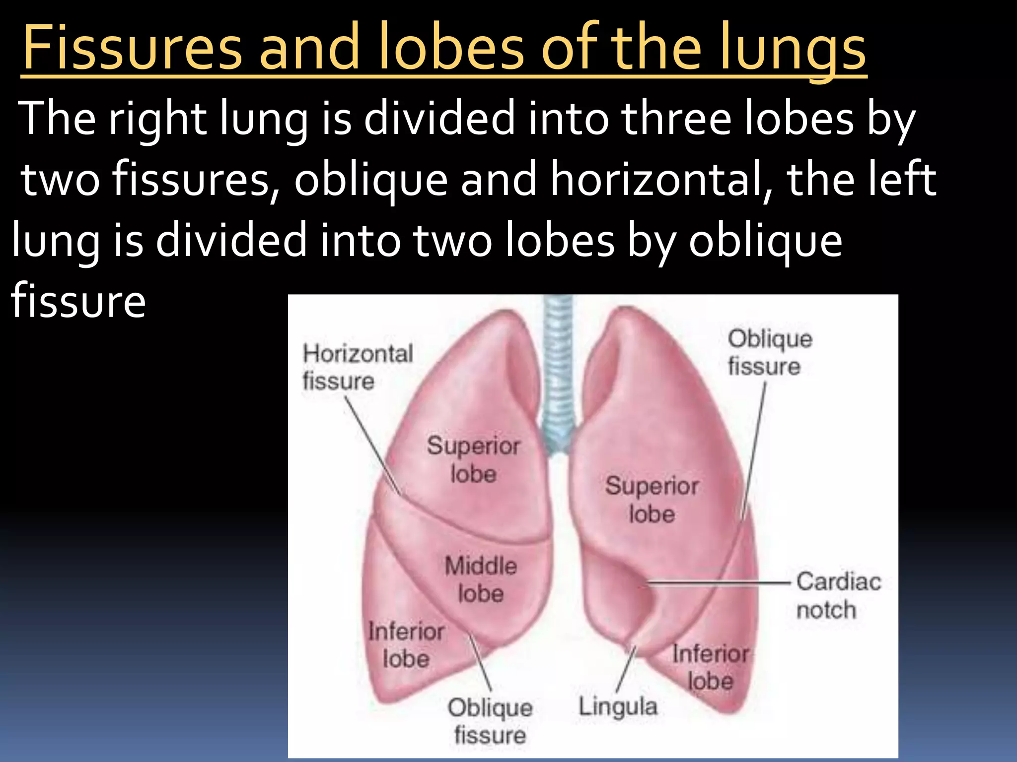 LUNG ANATOMY | PPTX
