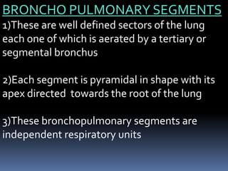 LUNG ANATOMY | PPTX