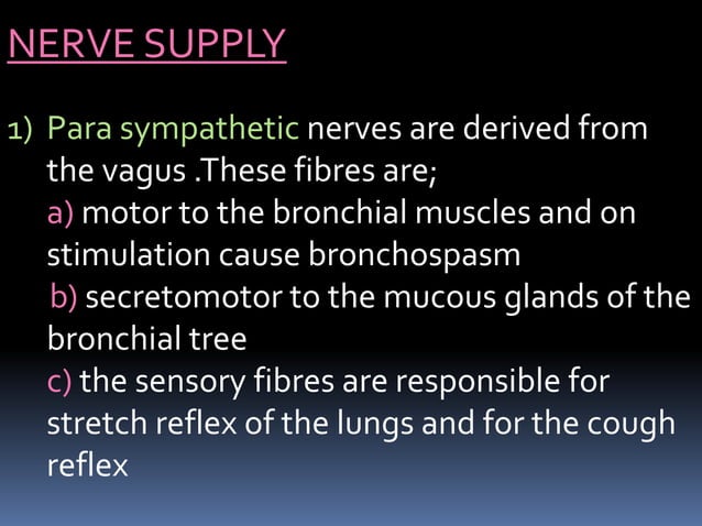 LUNG ANATOMY | PPTX
