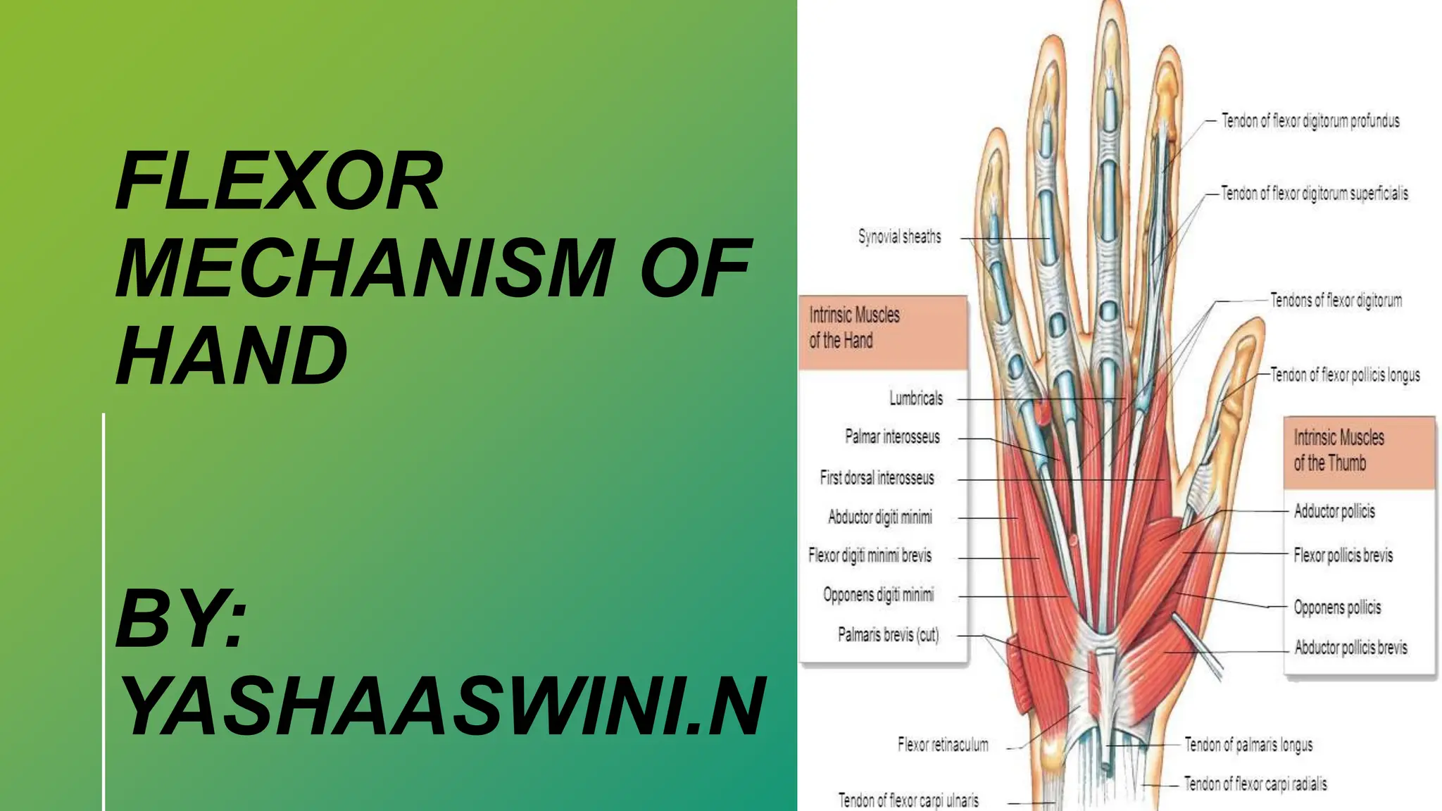 The flexor mechanism of the hand refers to the complex system of ...