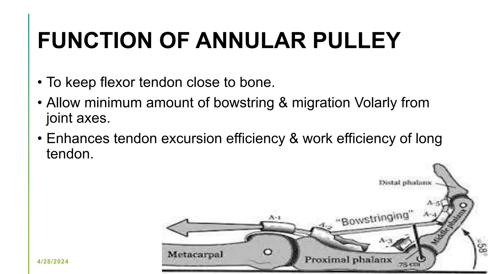 The flexor mechanism of the hand refers to the complex system of ...