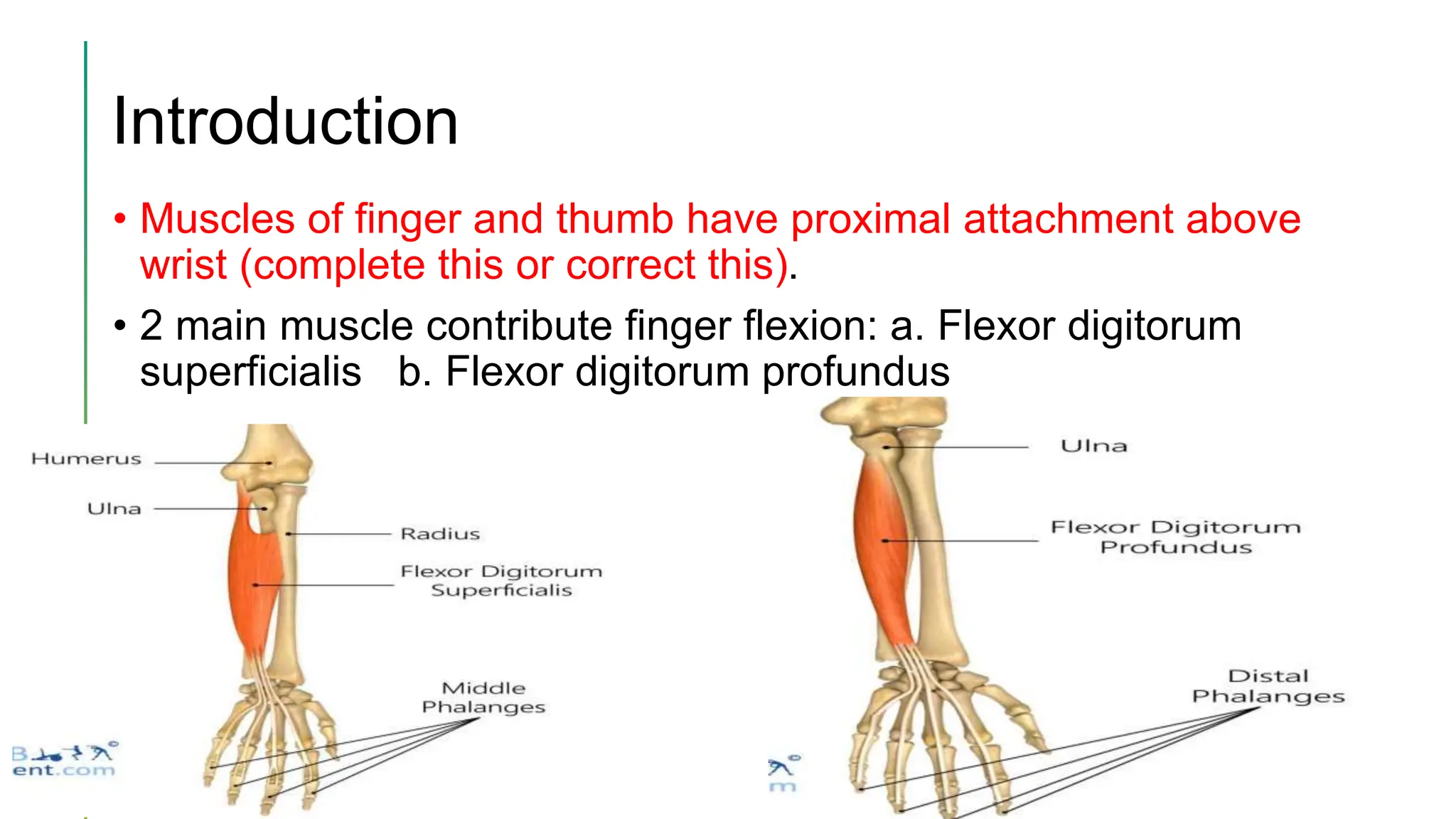 The flexor mechanism of the hand refers to the complex system of ...