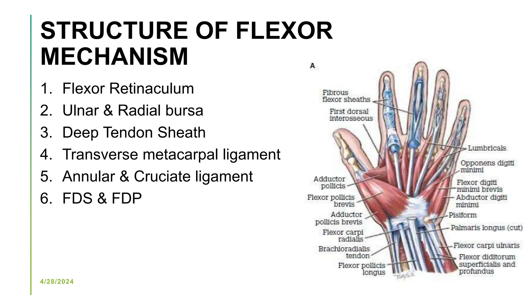 The flexor mechanism of the hand refers to the complex system of tendons, muscles, ligaments ...