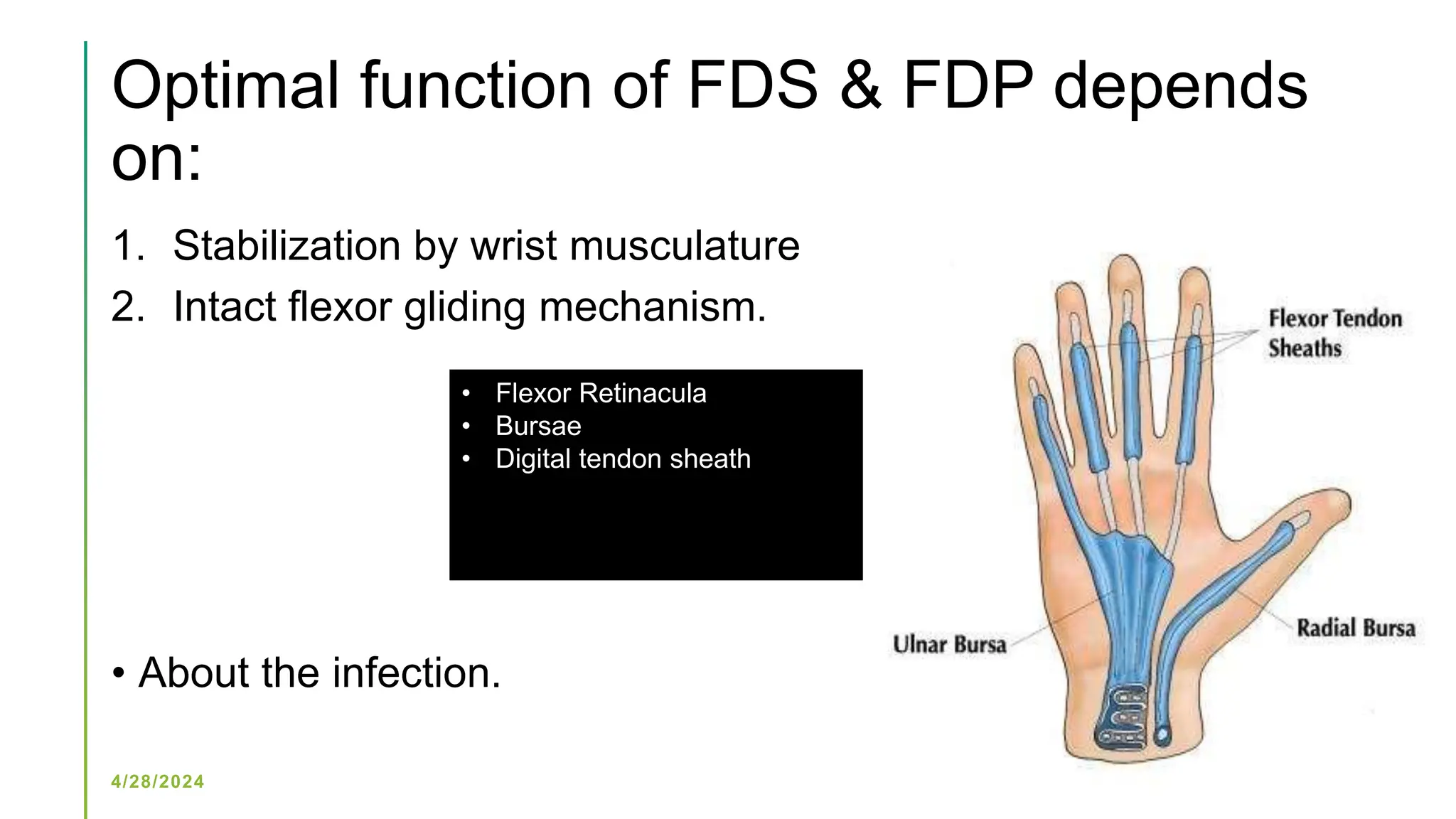 The flexor mechanism of the hand refers to the complex system of ...