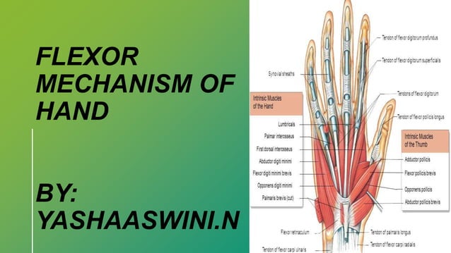 The flexor mechanism of the hand refers to the complex system of ...