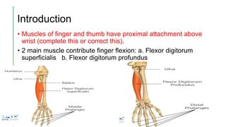 The flexor mechanism of the hand refers to the complex system of ...