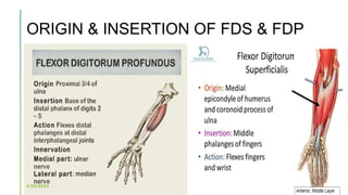 The flexor mechanism of the hand refers to the complex system of ...