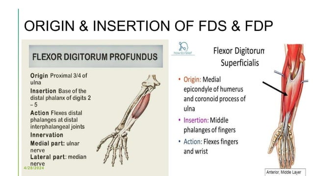 The flexor mechanism of the hand refers to the complex system of ...