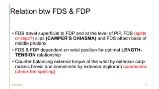 The flexor mechanism of the hand refers to the complex system of ...