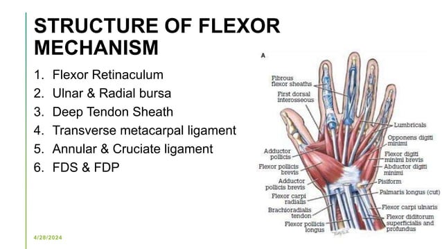 The flexor mechanism of the hand refers to the complex system of ...