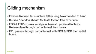 The flexor mechanism of the hand refers to the complex system of ...