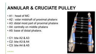 The flexor mechanism of the hand refers to the complex system of ...