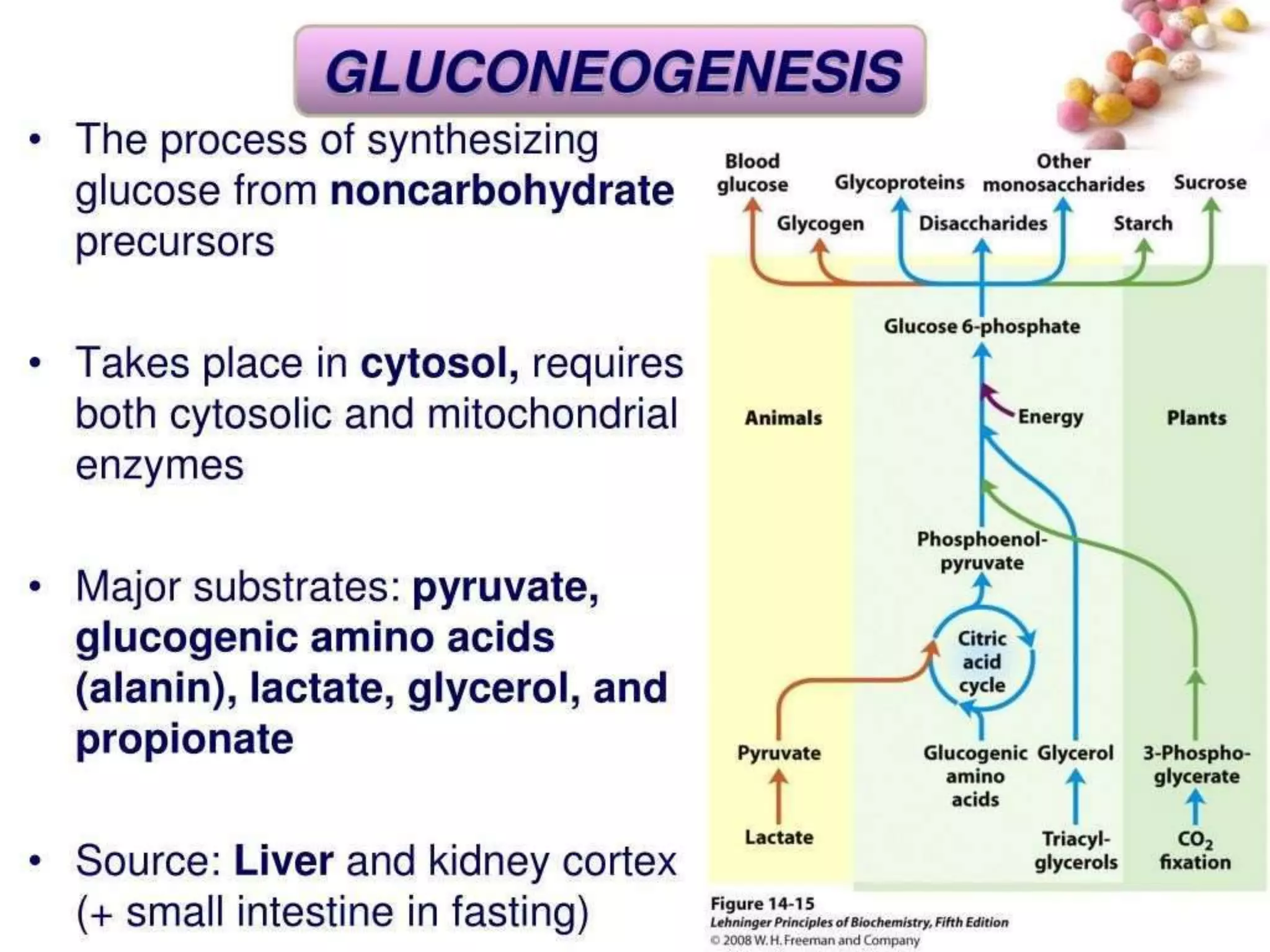 Gluconeogenesis and Regulation.pdf