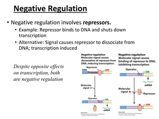 Regulation of Gene Expression | PPTX