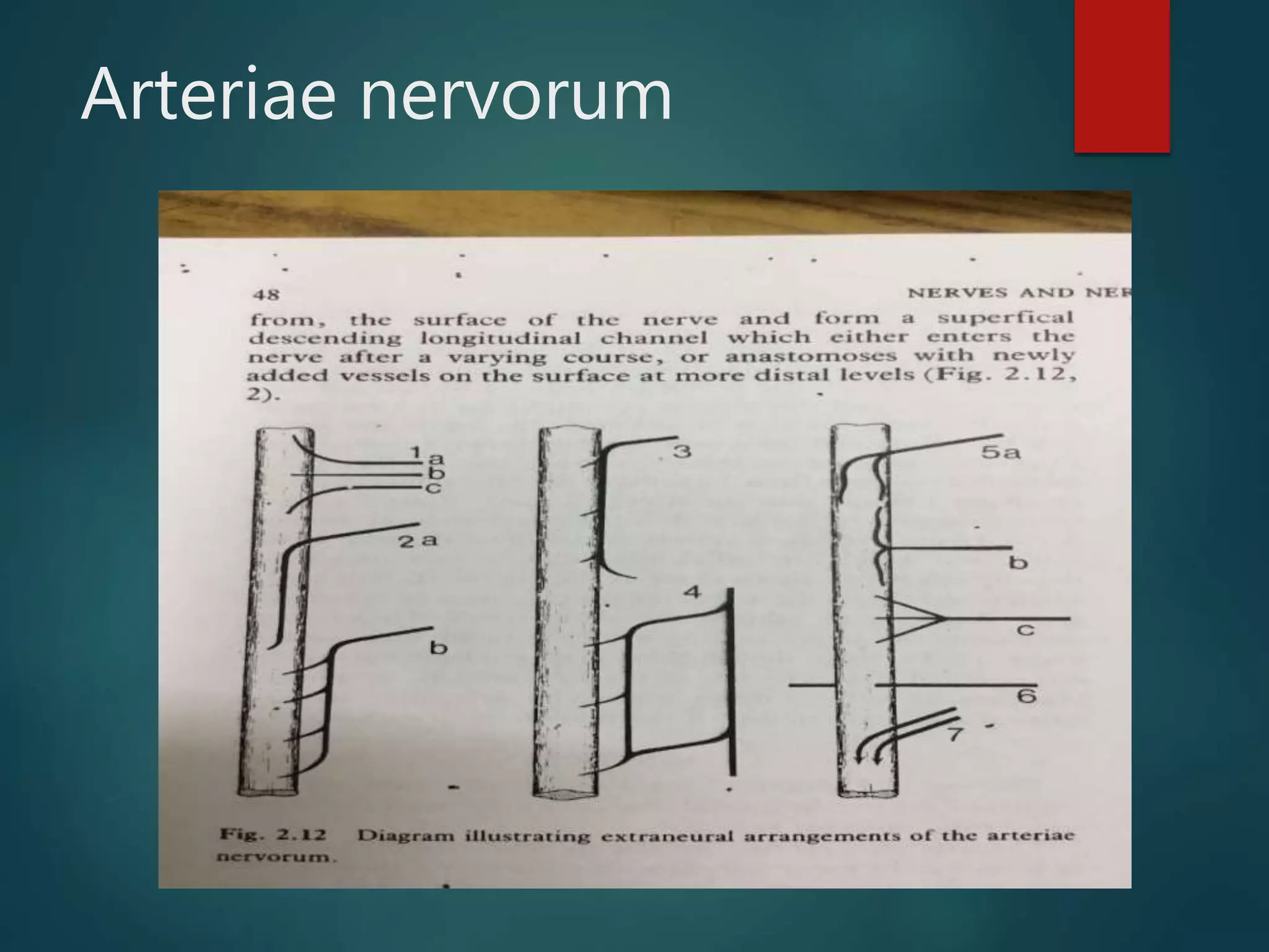 peripheral nerve injury concepts and management | PPTX