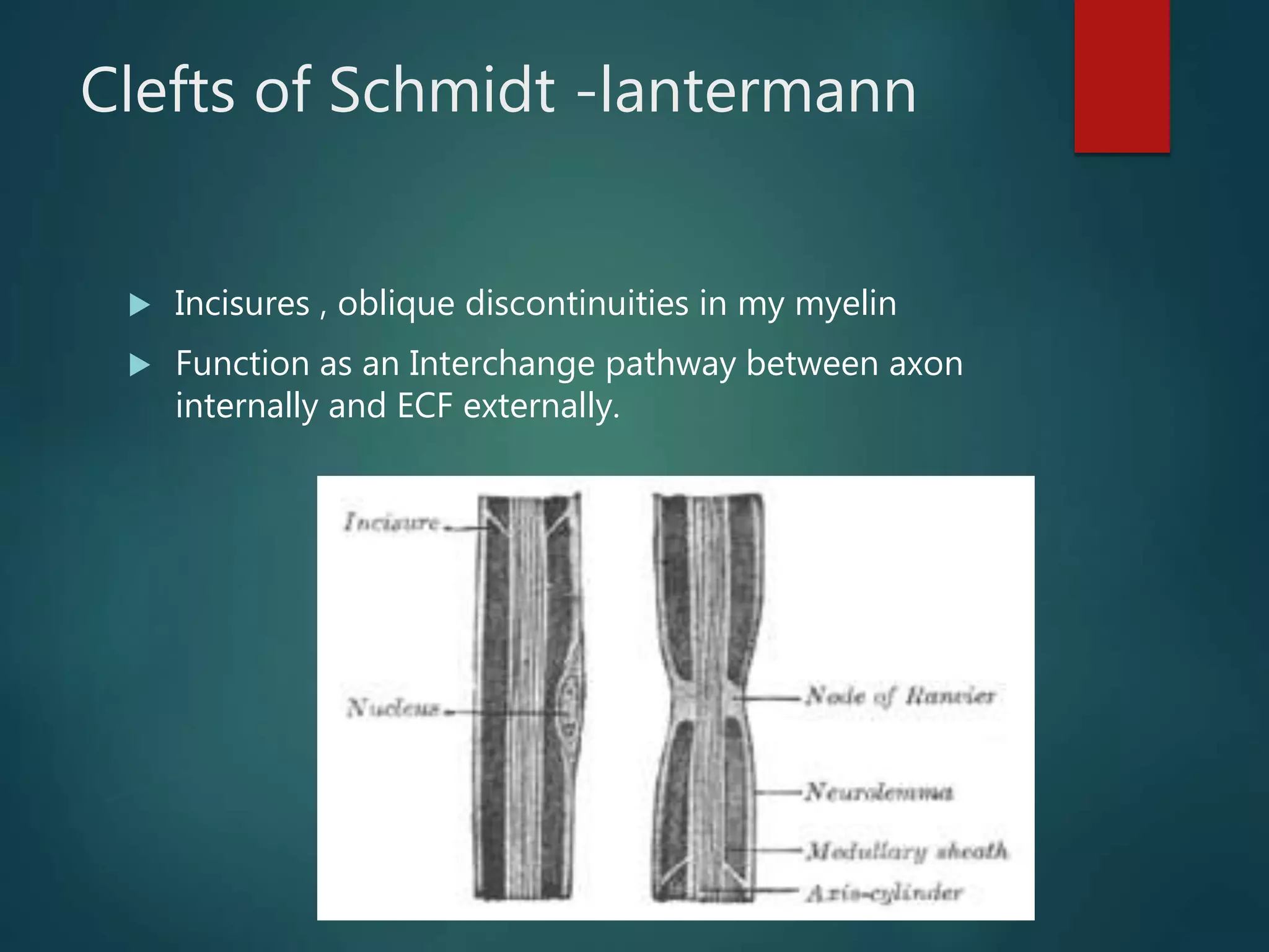 peripheral nerve injury concepts and management | PPTX