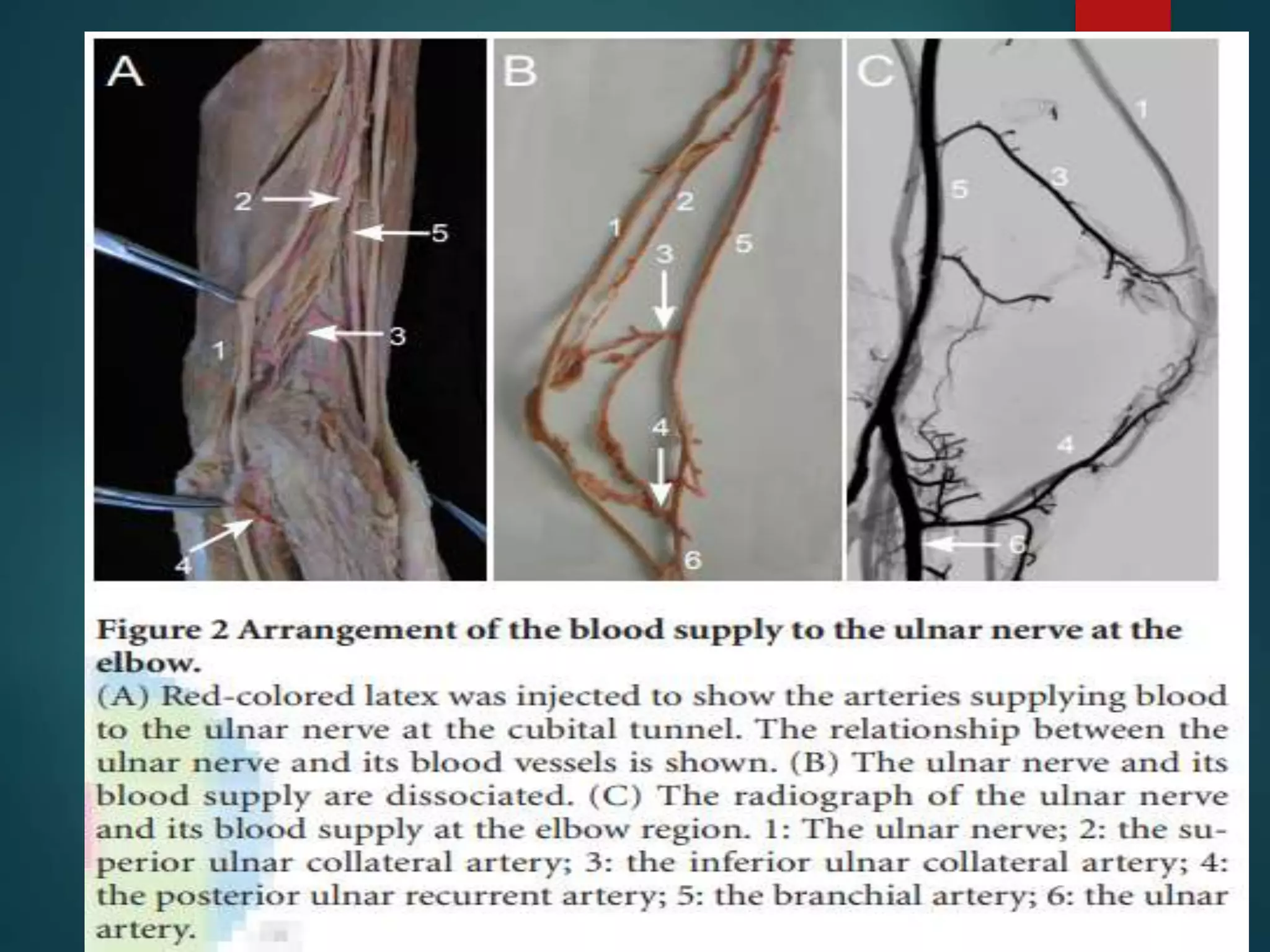 peripheral nerve injury concepts and management | PPTX