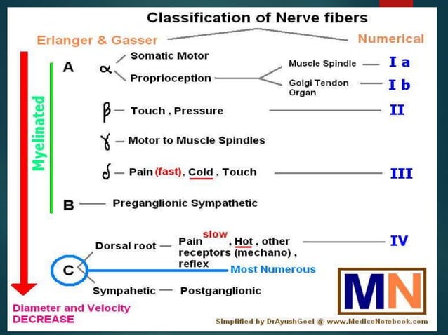 peripheral nerve injury concepts and management | PPTX | Death, Injury, or Military Conflict ...