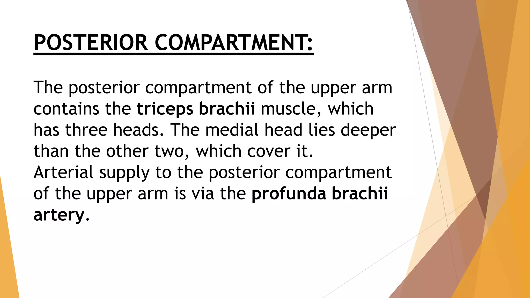 Muscles of the upper arm pptx | PPTX