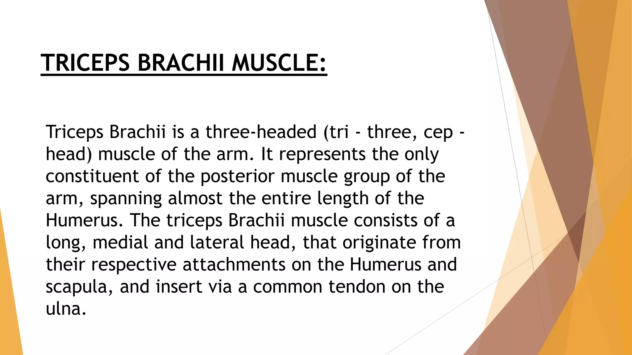 Muscles of the upper arm pptx | PPTX
