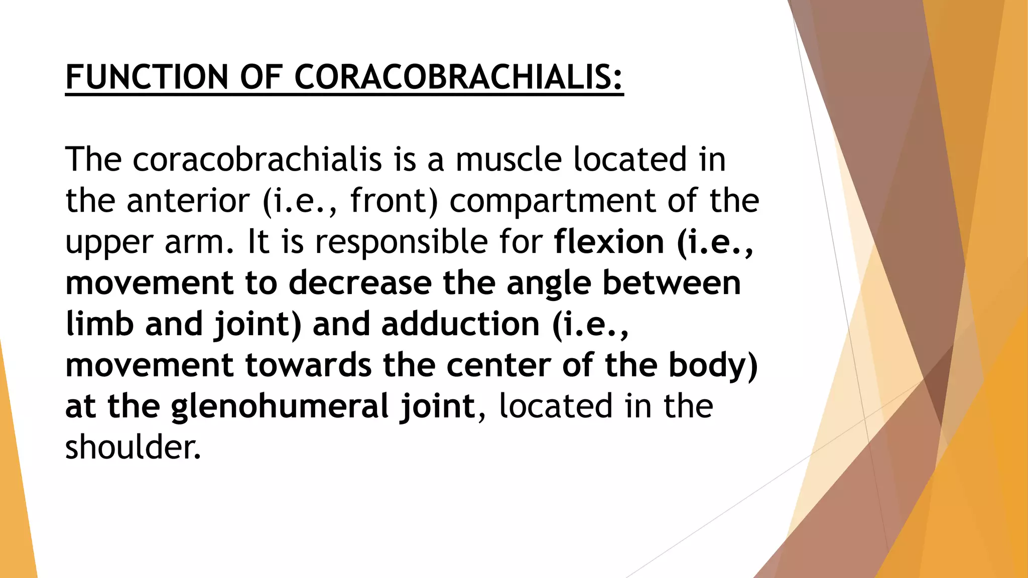 Muscles of the upper arm pptx | PPTX