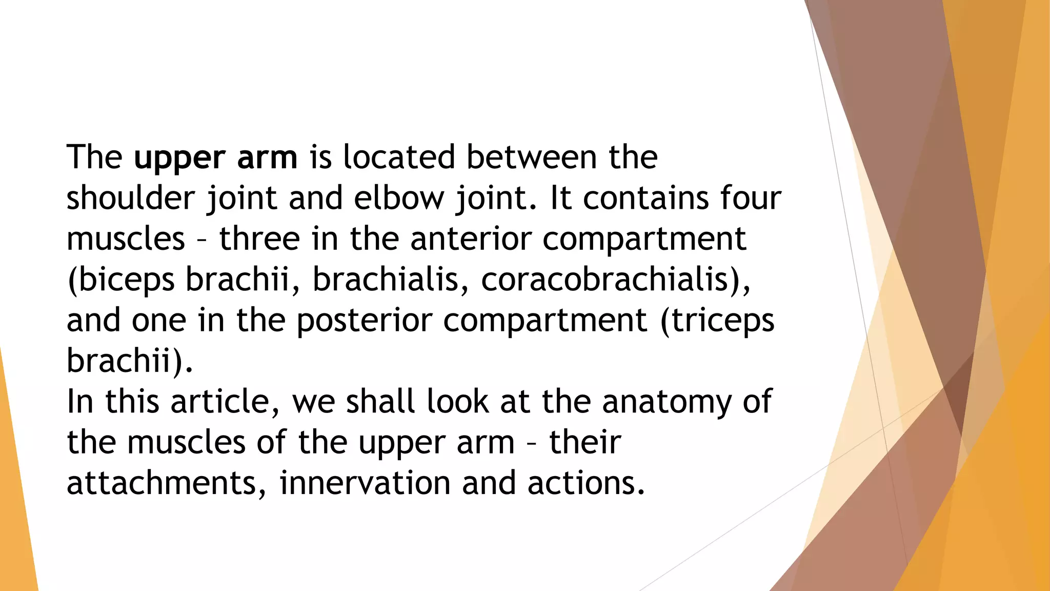 Muscles of the upper arm pptx | PPTX