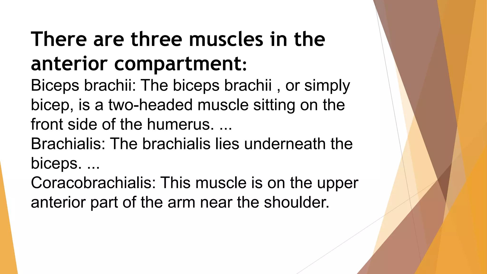 Muscles of the upper arm pptx | PPTX