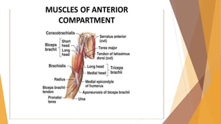 Muscles of the upper arm pptx | PPTX