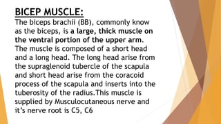 Muscles of the upper arm pptx | PPTX