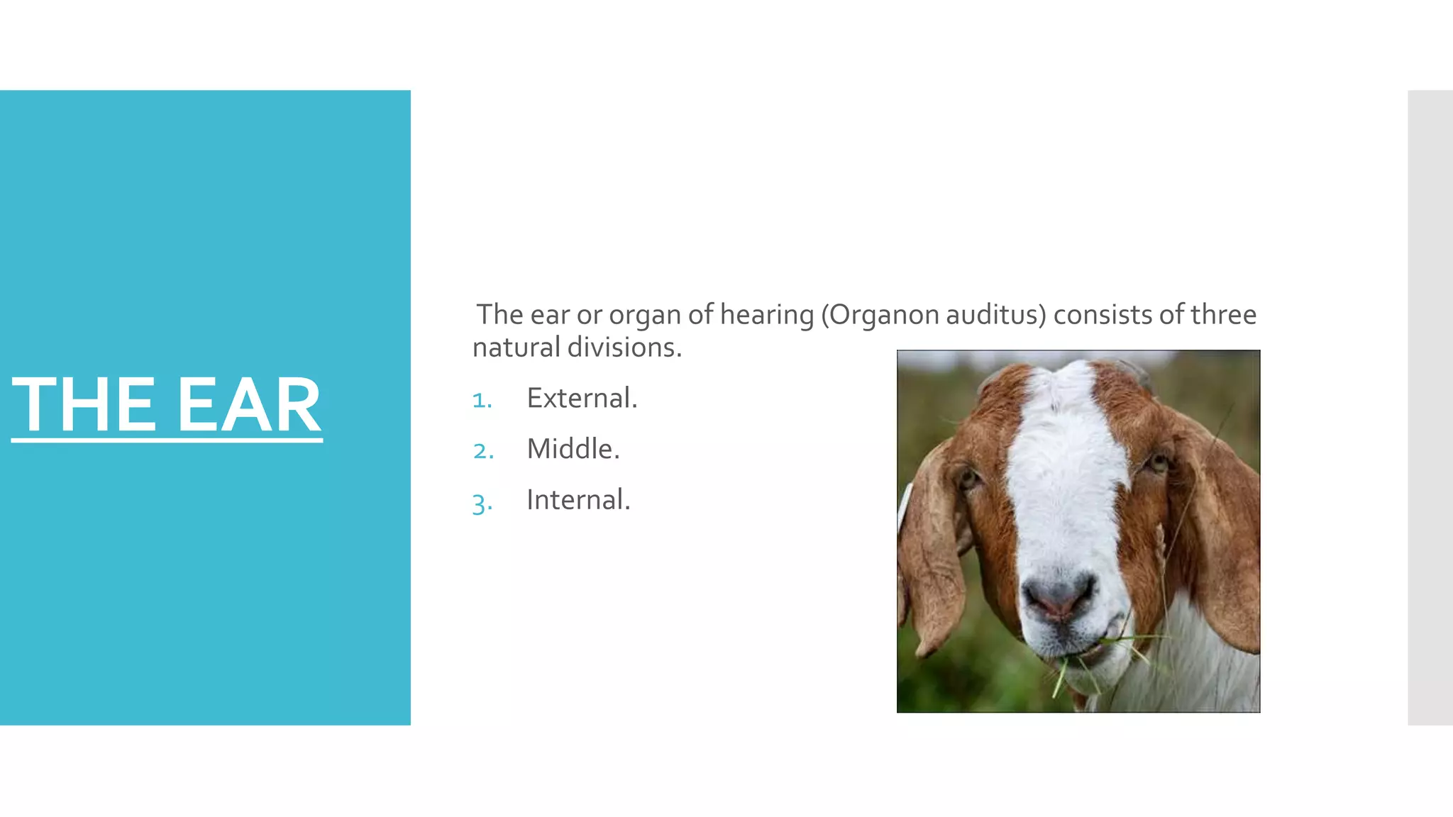 Anatomy of Goat Ear | PPTX