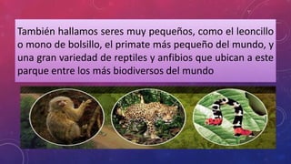 Yasuni | PPTX