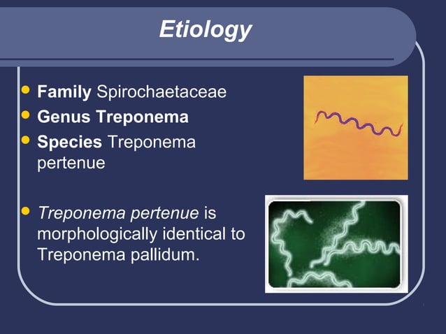 Yaws | PPT | Infectious Diseases | Diseases and Conditions