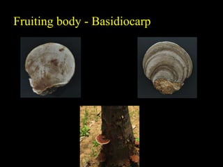 Coconut Ganoderma Wilt | PPTX