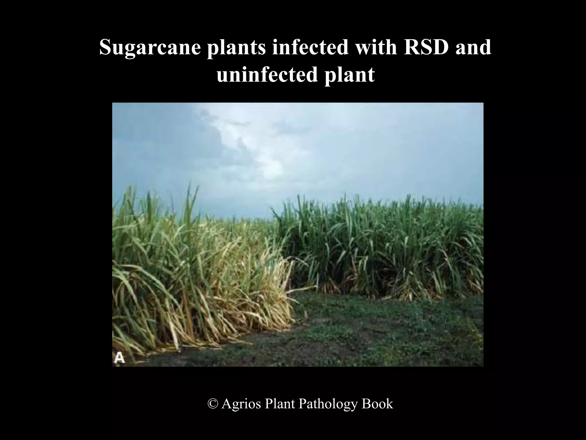 Sugarcane Ratoon Stunting Disease | PPTX