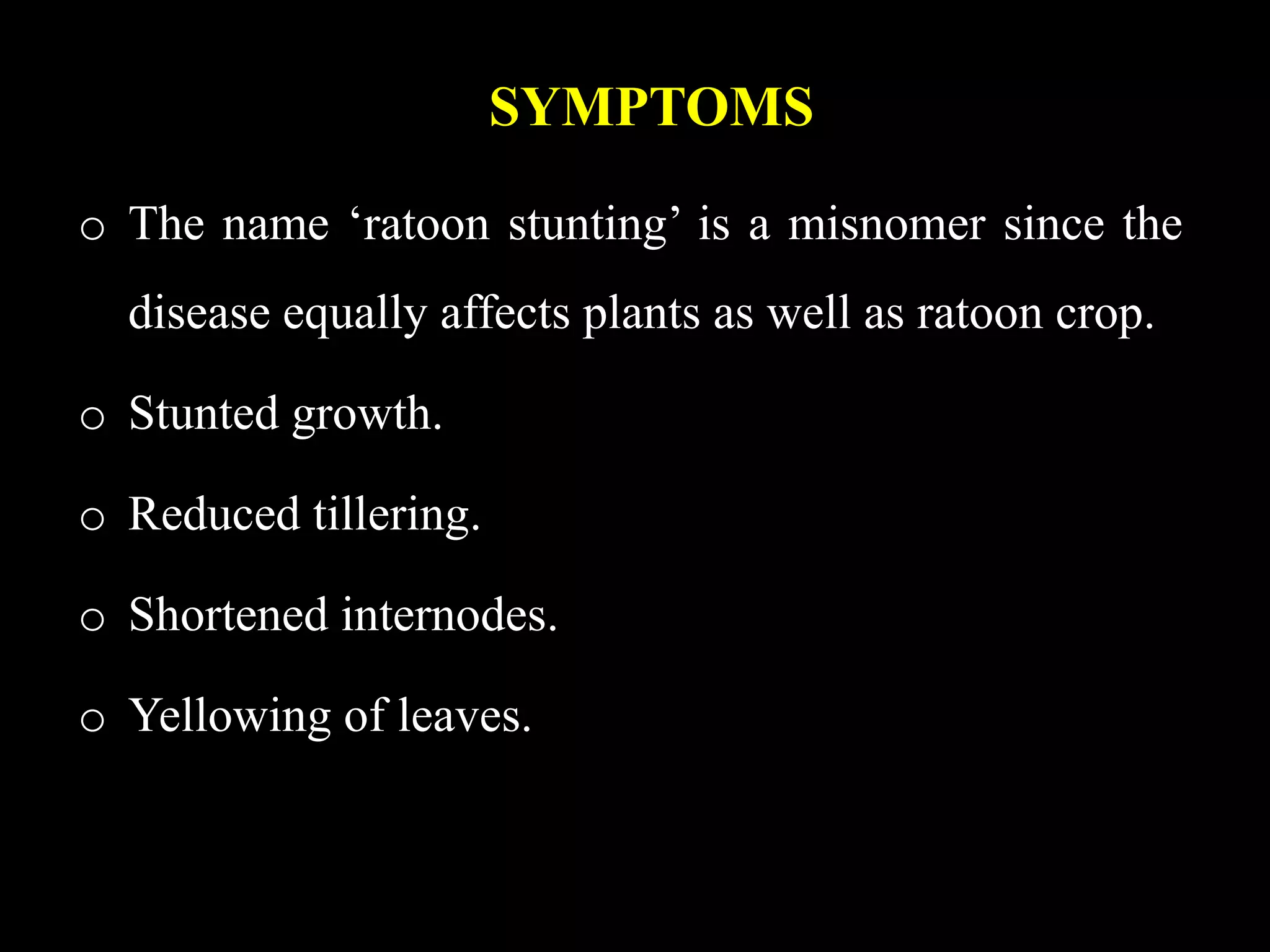 Sugarcane Ratoon Stunting Disease | PPTX